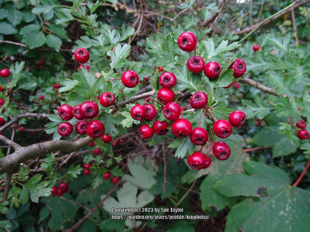 Photo of the seed pods or heads of Hawthorn (Crataegus monogyna) posted ...