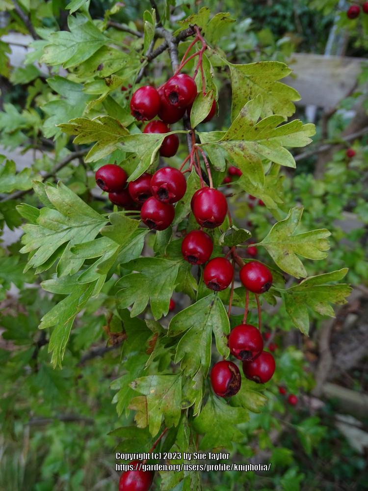 Photo of the seed pods or heads of Hawthorn (Crataegus monogyna) posted ...