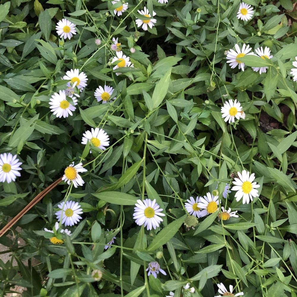 Indian Aster (Aster indicus) in the Asters Database - Garden.org