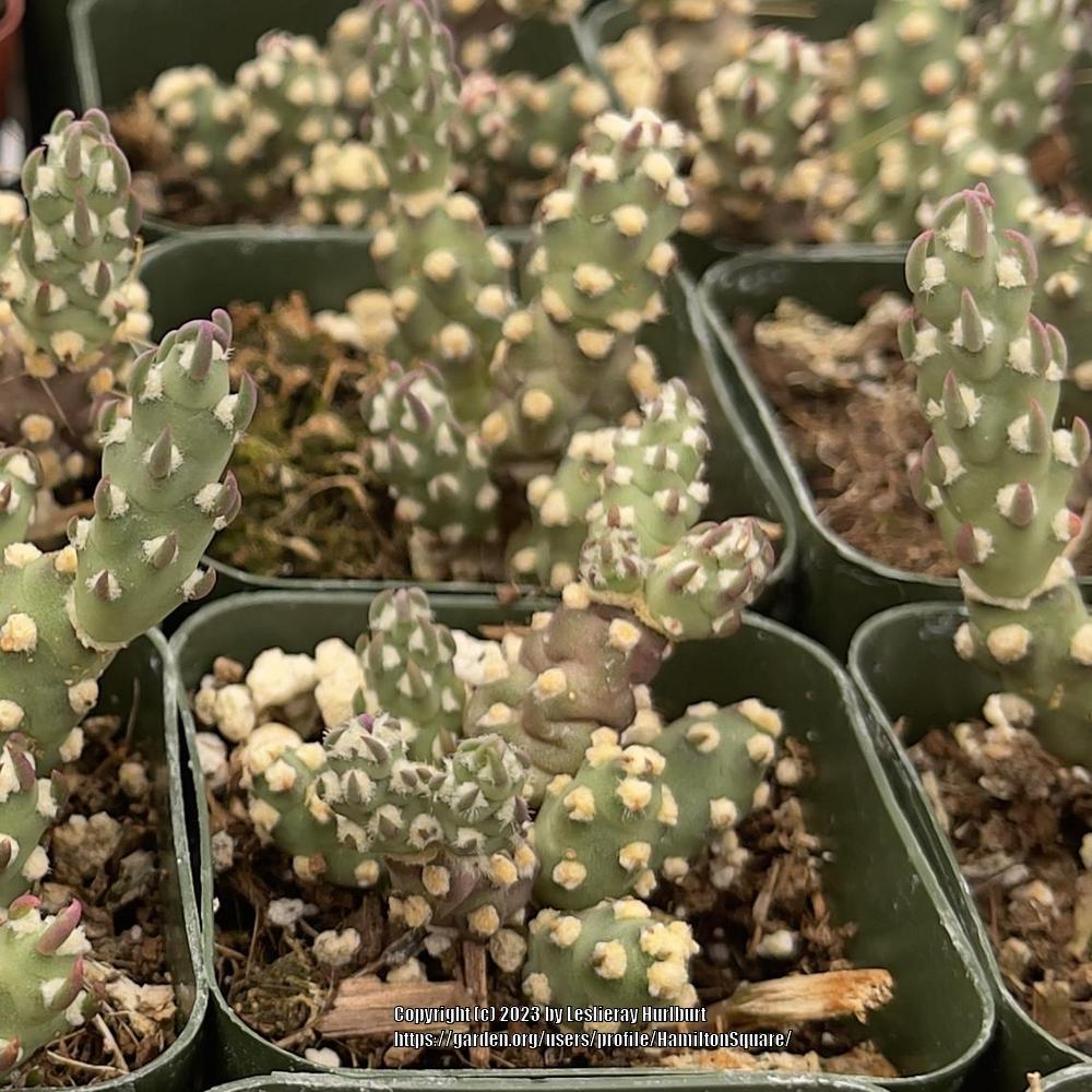 Tephrocactus molinensis - Garden.org