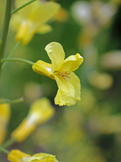 Photo of the bloom of Cabbage (Brassica oleracea var. capitata 'Walking ...
