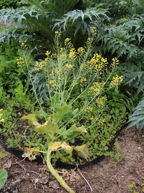 Photo of the entire plant of Cabbage (Brassica oleracea var. capitata ...
