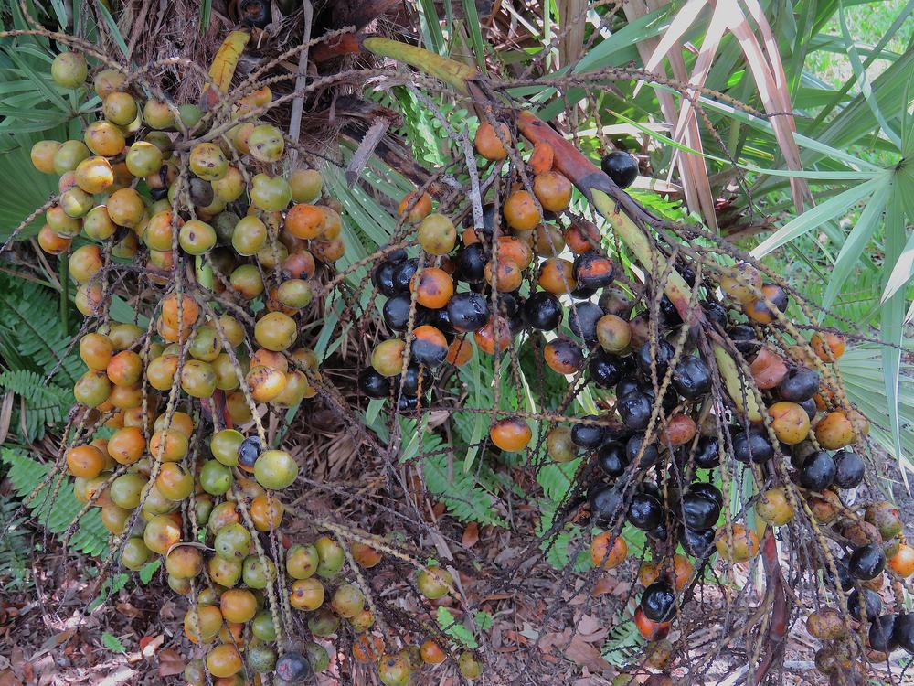 Photo of the fruit of Saw Palmetto (Serenoa repens) posted by ...
