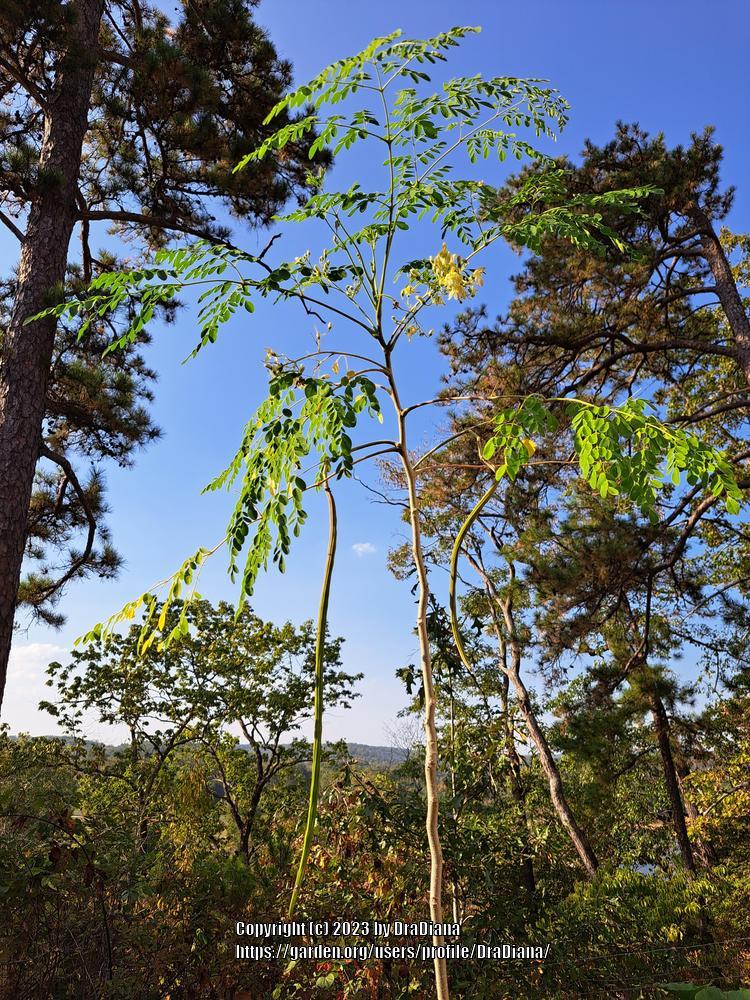 Photo of the seed pods or heads of Miracle Tree (Moringa oleifera 'PKM ...
