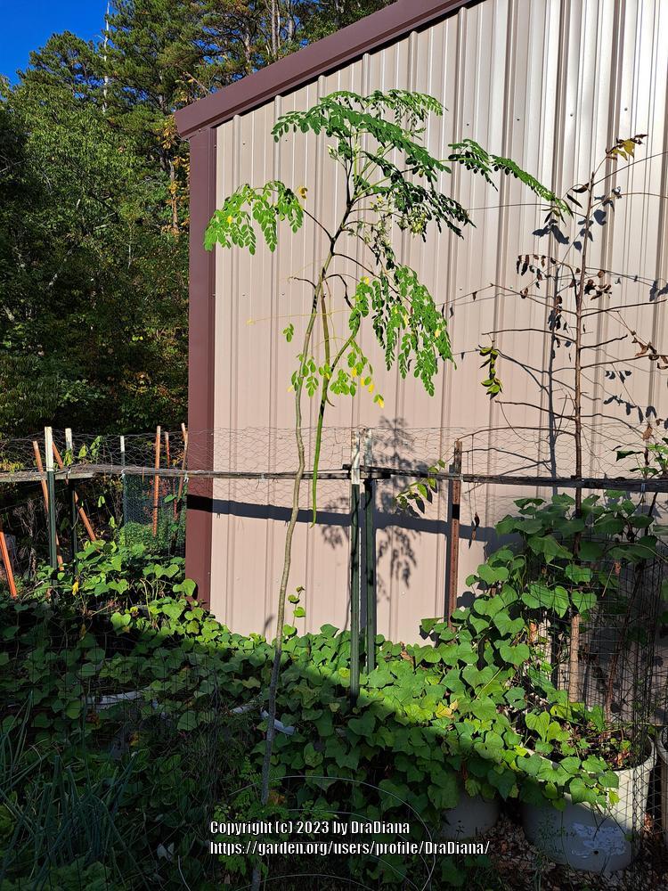 Photo of the entire plant of Miracle Tree (Moringa oleifera 'PKM-1 ...