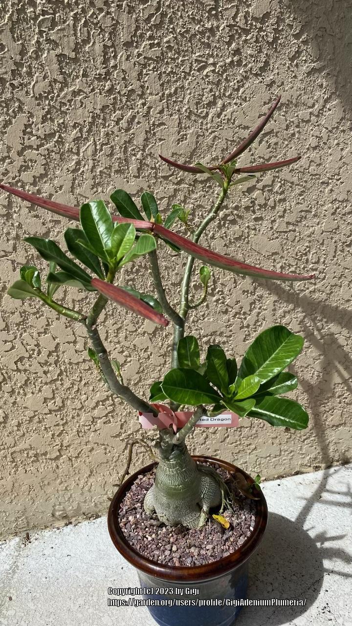 Photo of the seed pods or heads of Desert Rose (Adenium 'Red Dragon ...