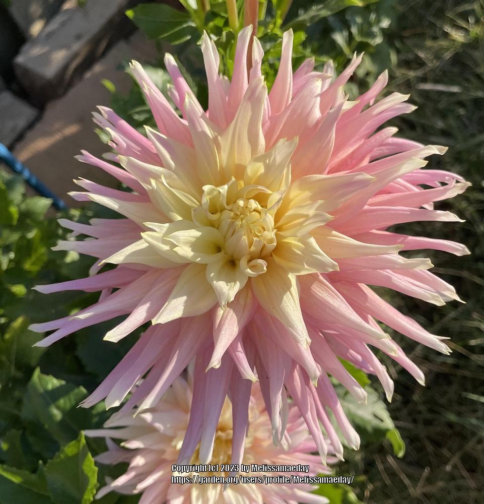 Dahlia 'Clearview Jonas' in the Dahlias Database - Garden.org