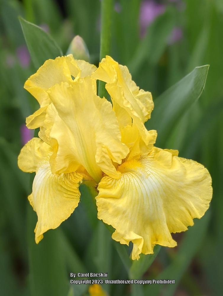 Photo of the bloom of Tall Bearded Iris (Iris 'Harvest of Memories ...