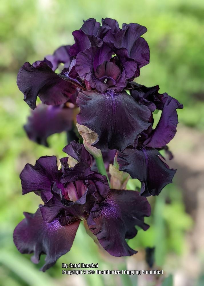 Photo of the bloom of Tall Bearded Iris (Iris 'Superstition') posted by Artsee1 - Garden.org