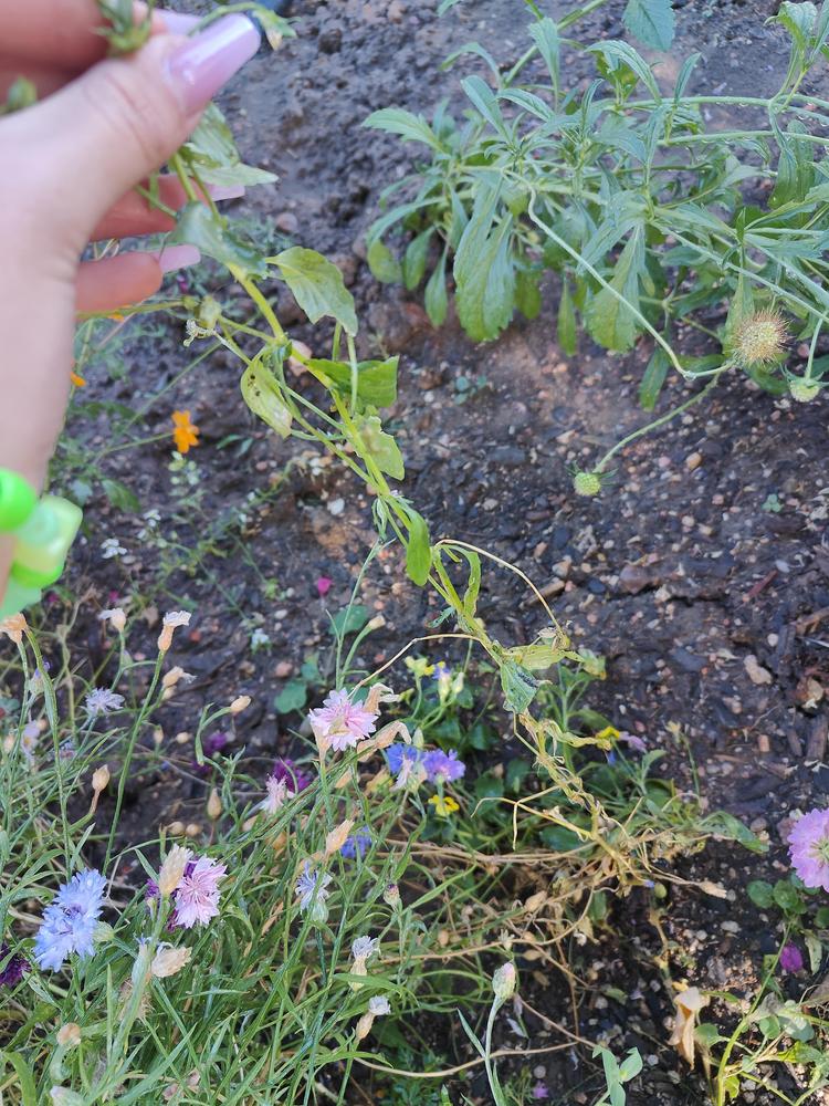 Pansies are being kinda weird. in the Ask a Question forum - Garden.org