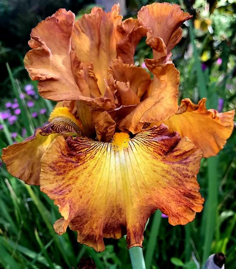 Photo of the bloom of Tall Bearded Iris (Iris 'Classic Suede') posted ...