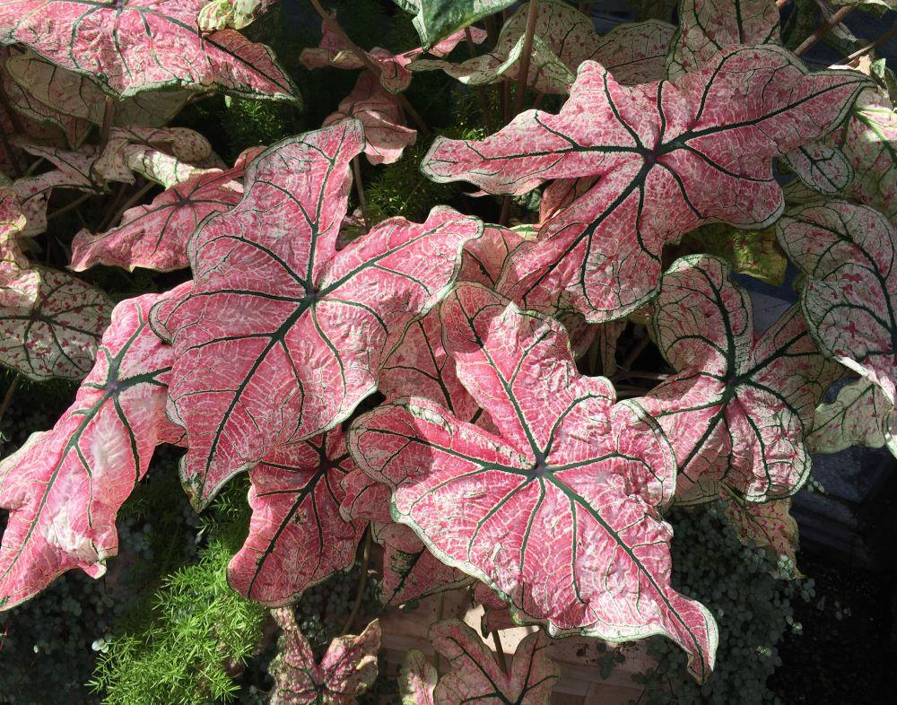 Photo of the leaves of Fancy Caladium (Caladium bicolor Heart to Heart ...