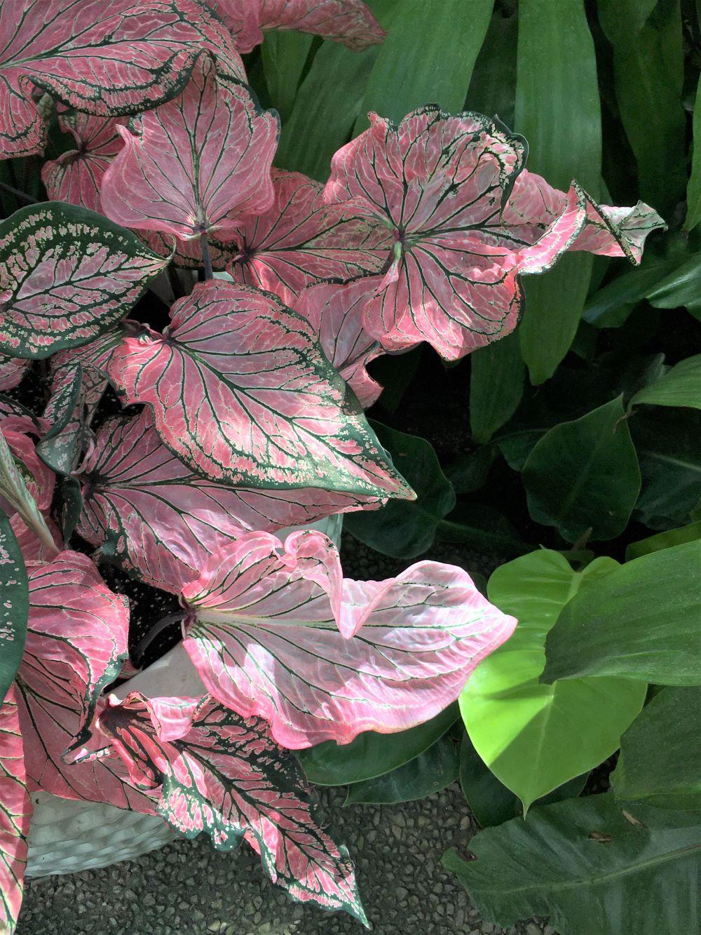 Lance-leaf Caladium (Caladium 'Pink Symphony') in the Caladiums ...