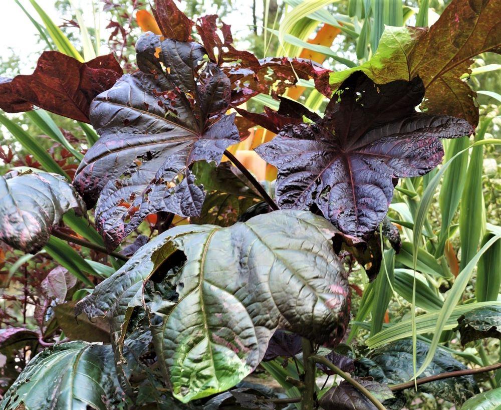 Photo of the leaves of Sunset Hibiscus (Abelmoschus manihot 'Auntie ...