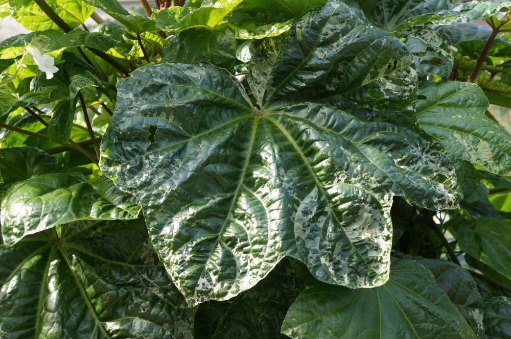Photo of the leaves of Sunset Hibiscus (Abelmoschus manihot 'Auntie ...