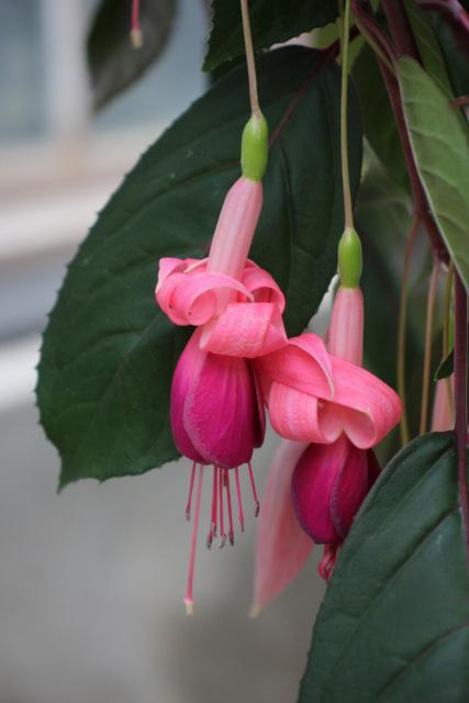 Photo of the bloom of Lady's Eardrops (Fuchsia 'Beatrice Ellen') posted ...