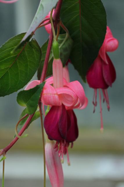 Photo of the bloom of Lady's Eardrops (Fuchsia 'Beatrice Ellen') posted ...