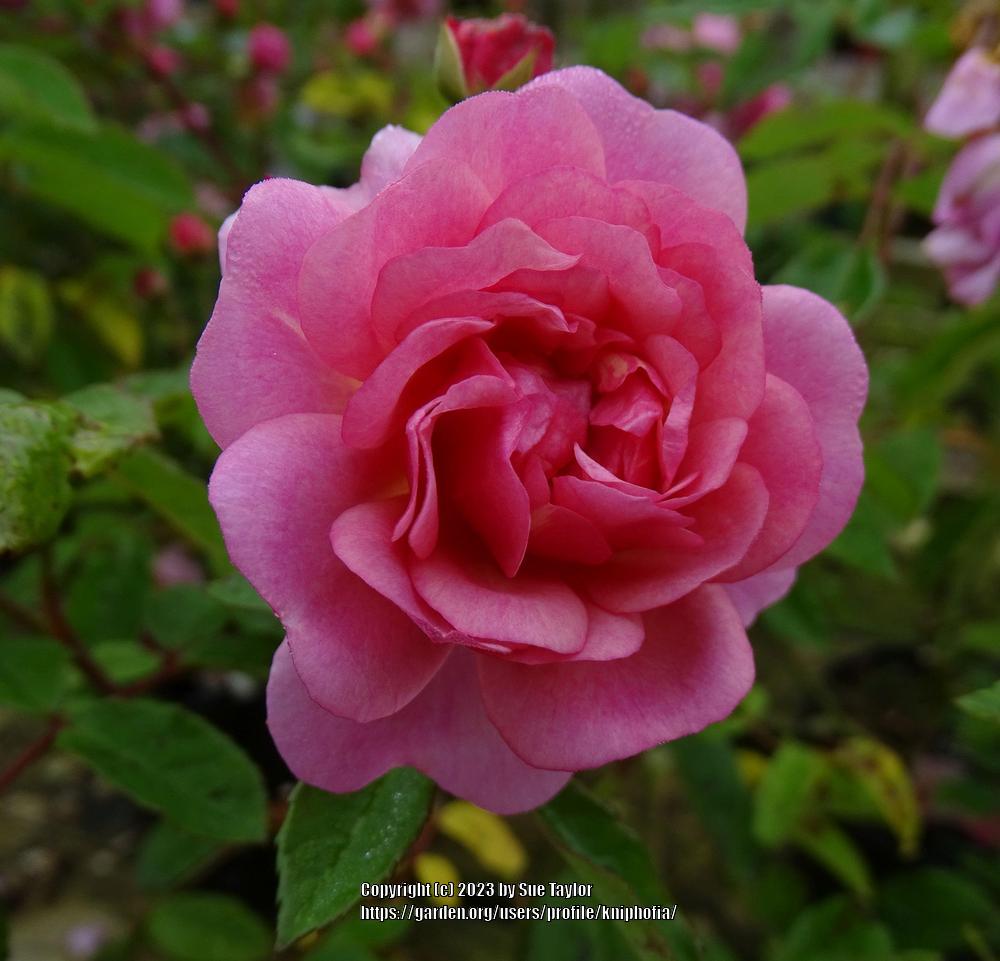 Photo of the bloom of Hybrid Musk Rose (Rosa 'Cornelia') posted by ...