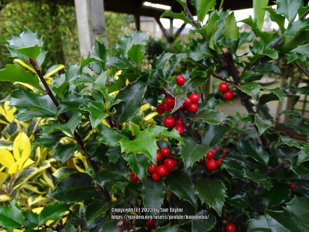 Meserve Hybrid Holly (Ilex Blue Princess) in the Ilex Database - Garden.org