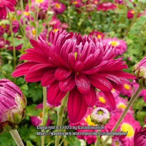 Spray Mum - single (Chrysanthemum 'Southway Sloe') - Garden.org