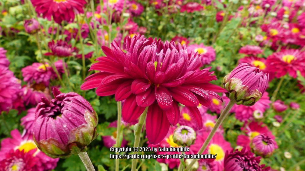 Photo of the bloom of Spray Mum - single (Chrysanthemum 'Southway Sloe ...