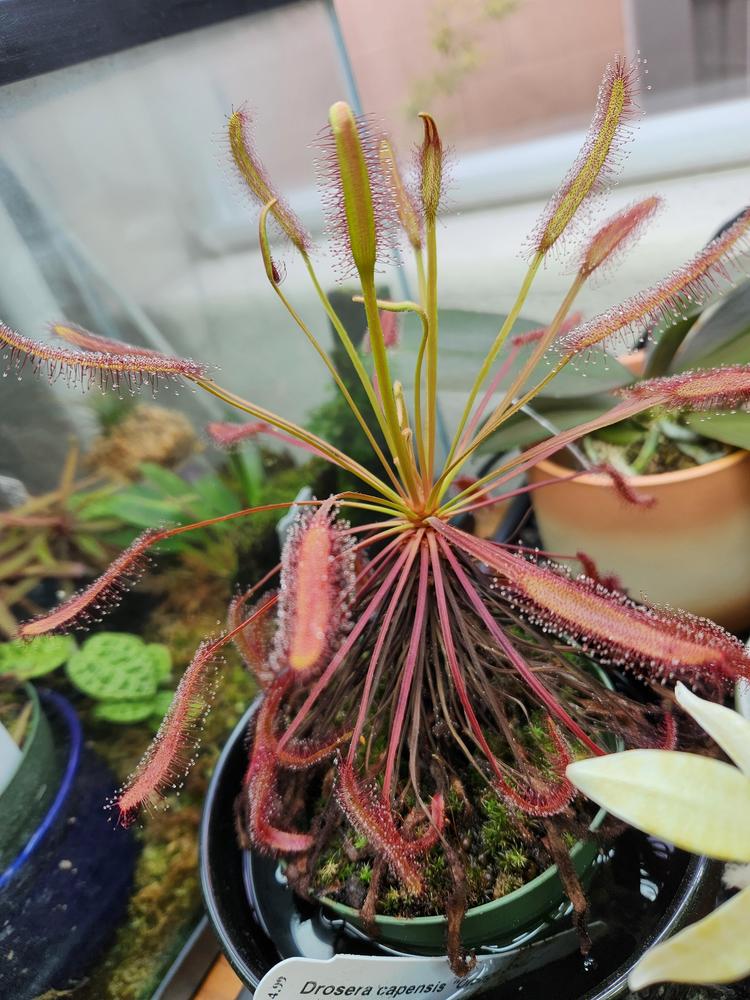 Carnivorous Drosera capensis not forming "dew" in the Ask a Question ...