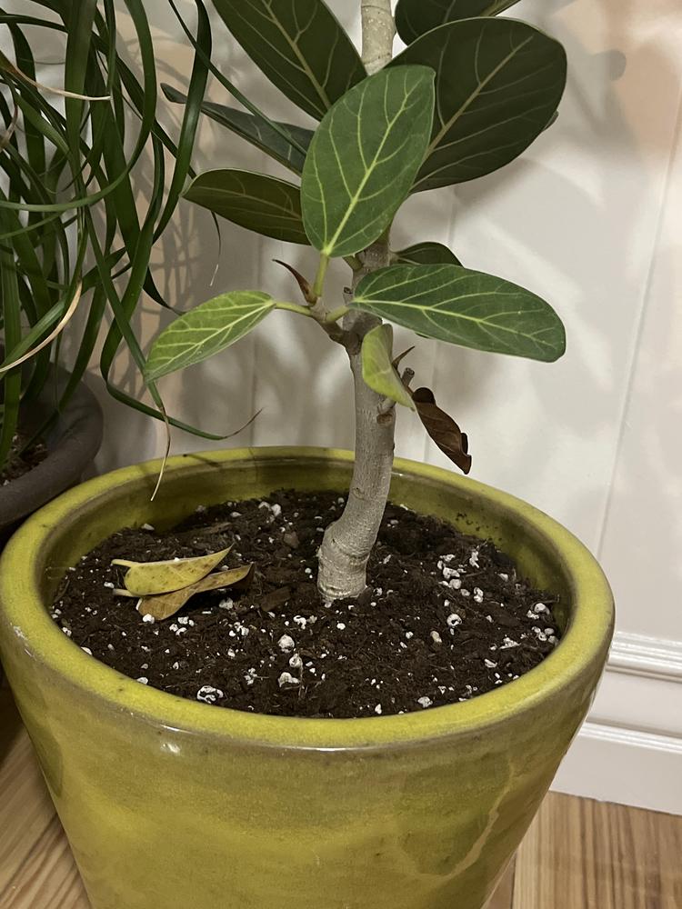 Fig Tree Sick in the Ask a Question forum - Garden.org