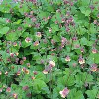 Photo of the entire plant of Bog Avens (Geum rivale) posted by ...