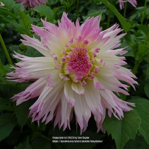 Dahlia 'Nadia Ruth' in the Dahlias Database - Garden.org