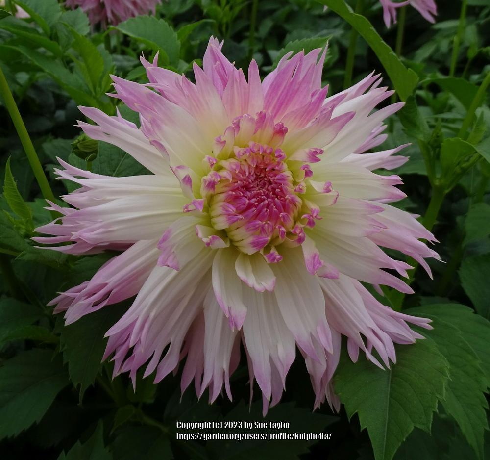 Dahlia 'Nadia Ruth' in the Dahlias Database - Garden.org