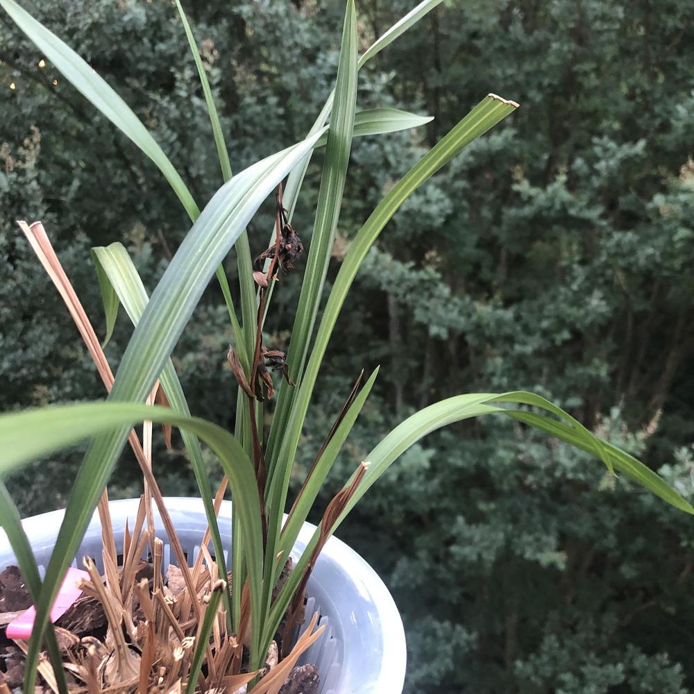 Photo of the entire plant of Chinese Orchid (Cymbidium ensifolium 'Jin ...