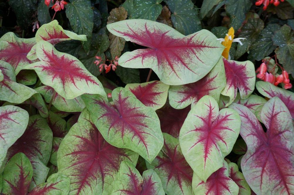 Fancy-Leaf Caladium (Caladium Heart to Heart™ Lemon Blush) in the ...