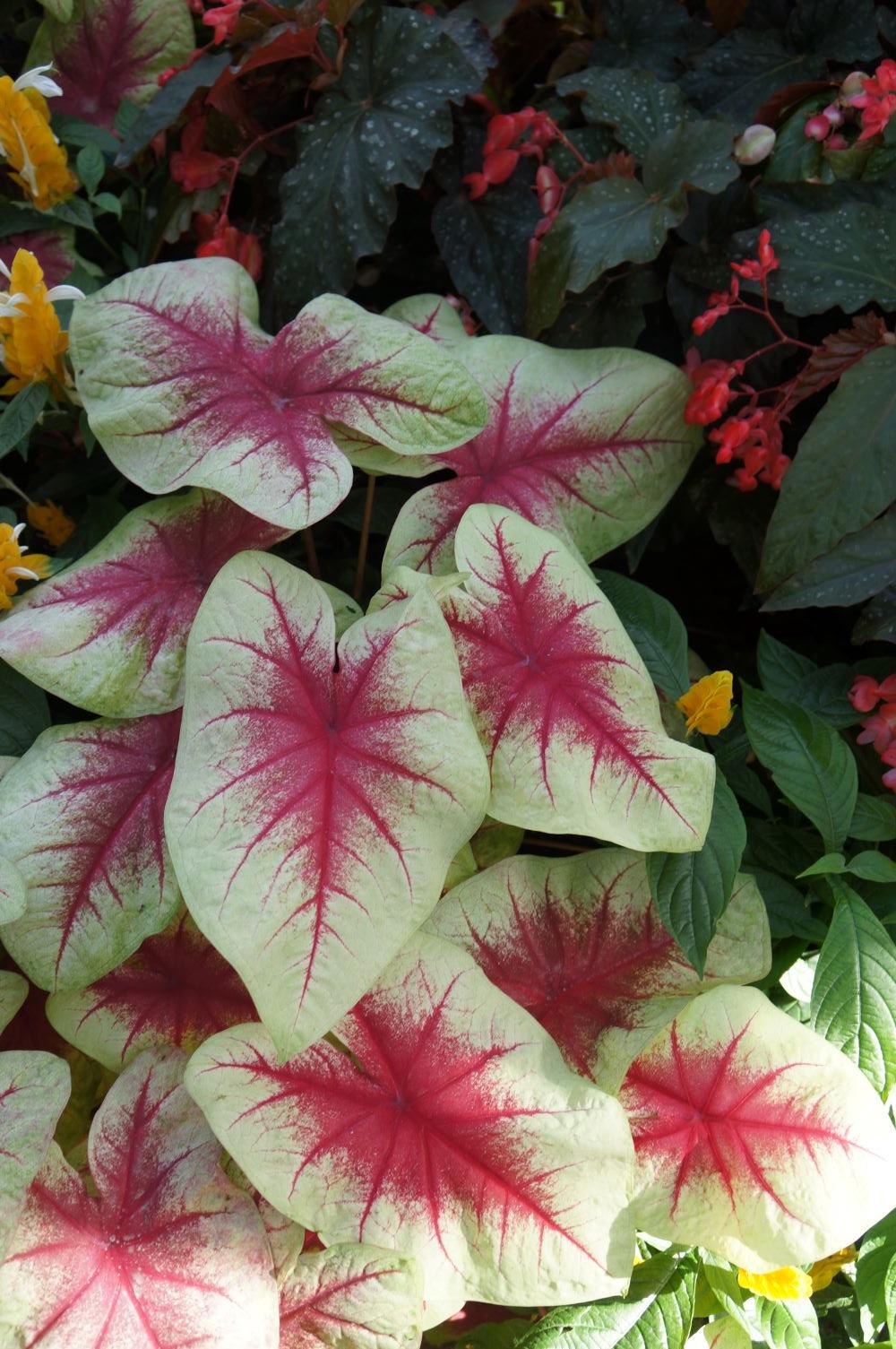 Photo of the leaves of Fancy-Leaf Caladium (Caladium Heart to Heart ...