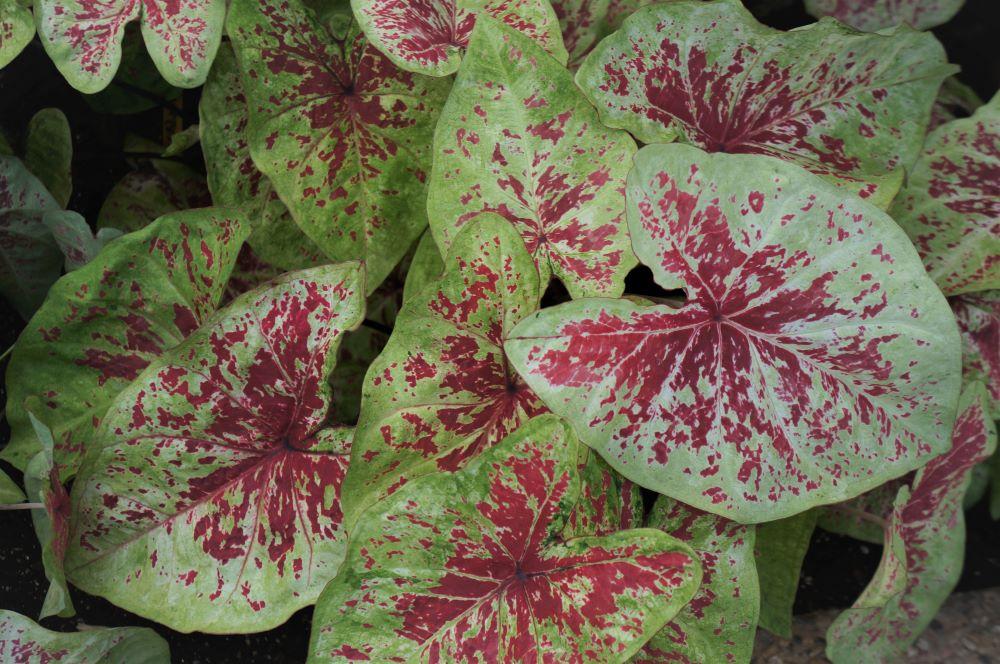 Photo of the leaves of Caladium Heart to Heart™ Raspberry Moon posted ...