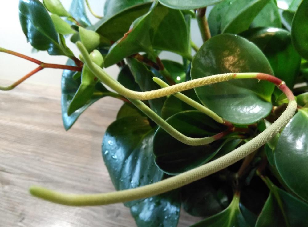 Photo of the bloom of Baby Rubber Plant (Peperomia obtusifolia) posted ...