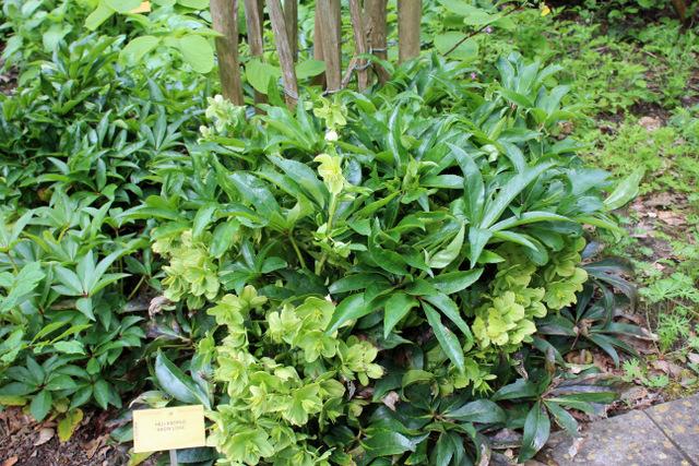Photo of the entire plant of Hellebore (Helleborus Winter Magic™ Snow ...