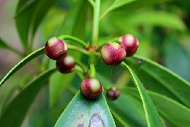 Photo of the closeup of buds, sepals and receptacles of Chinese Anise ...