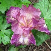 Photo of the bloom of Tall Bearded Iris (Iris 'Porta Villa') posted by ...