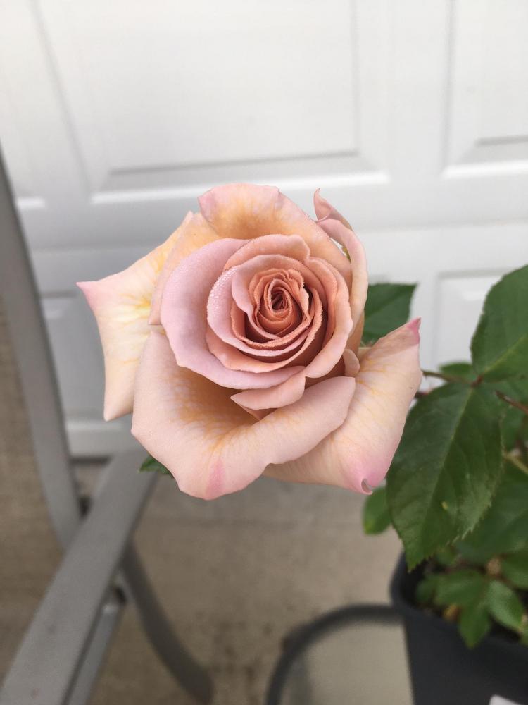 Wisconsin Roses in the Roses forum - Garden.org