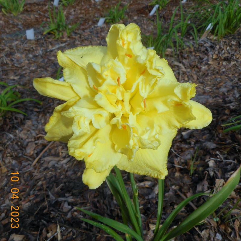 Photo of the bloom of Daylily (Hemerocallis 'Twin Suns') posted by TCat ...