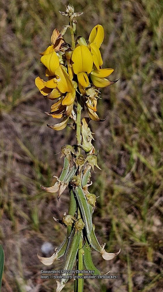 Photo of the bloom of Smooth Rattlebox (Crotalaria pallida) posted by ...