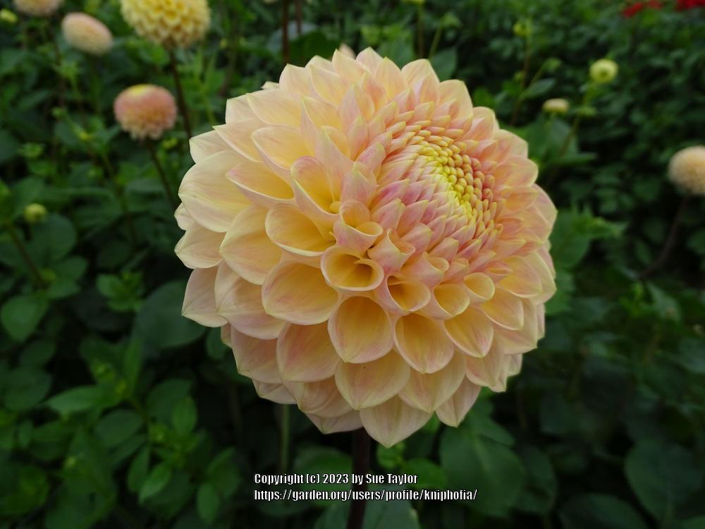 Photo of the bloom of Dahlia 'La Corbierre' posted by kniphofia ...