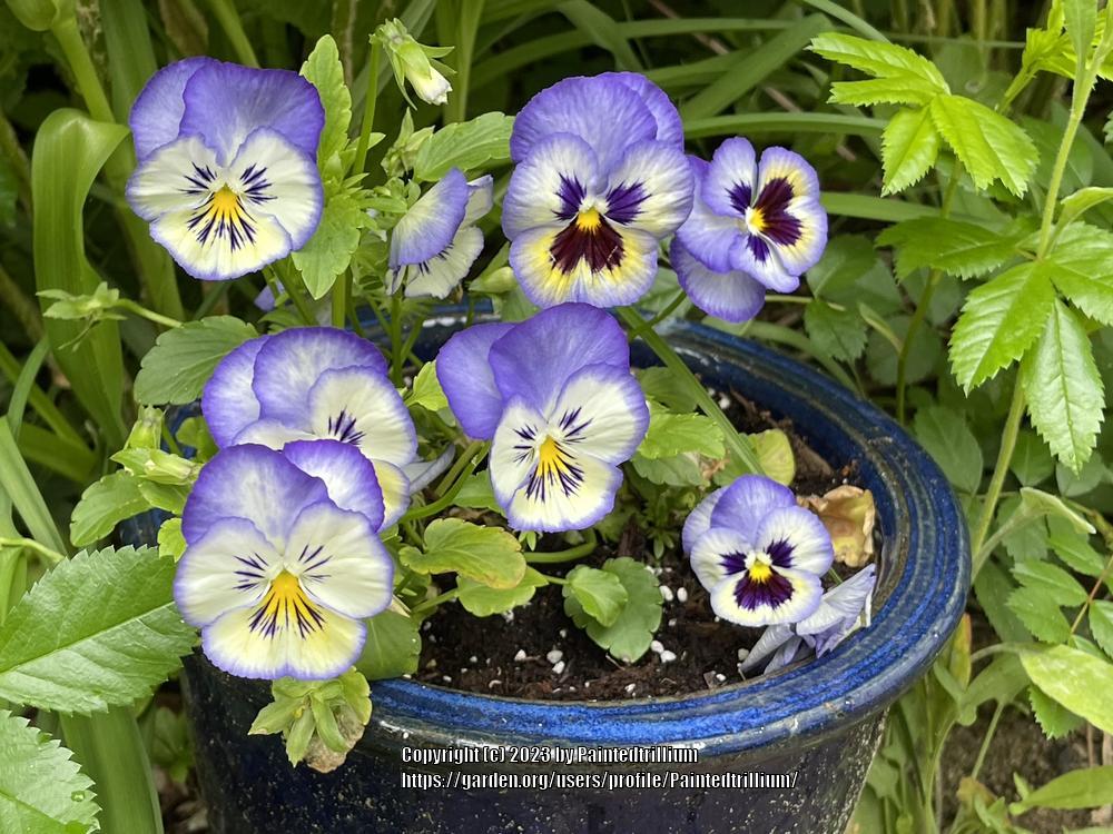 Photo of the entire plant of Pansy (Viola x wittrockiana 'Blueberry ...
