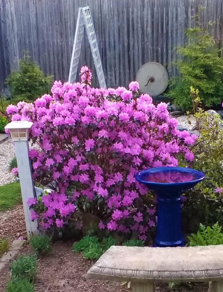 Rhododendron 'P.J.M.' in the Rhododendrons Database - Garden.org