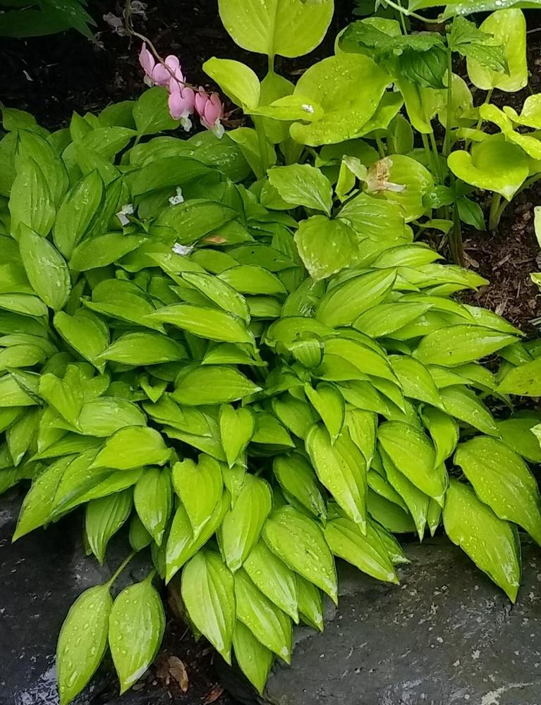 Photo of the entire plant of Hosta 'Twist of Lime' posted by TheMainer ...
