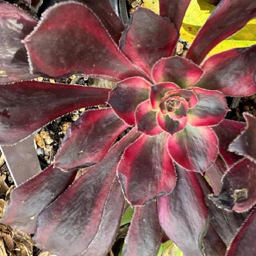 Aeonium 'Chanel' in the Aeoniums Database - Garden.org