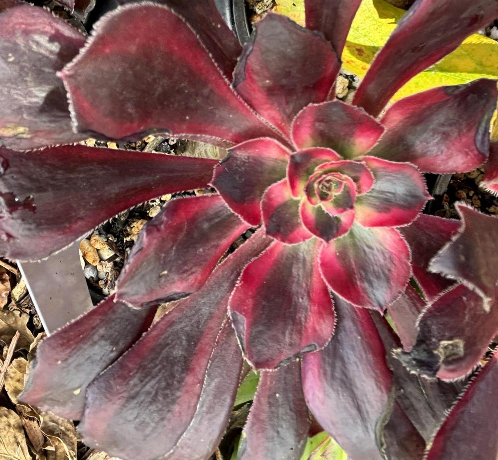 Aeonium 'Chanel' in the Aeoniums Database - Garden.org
