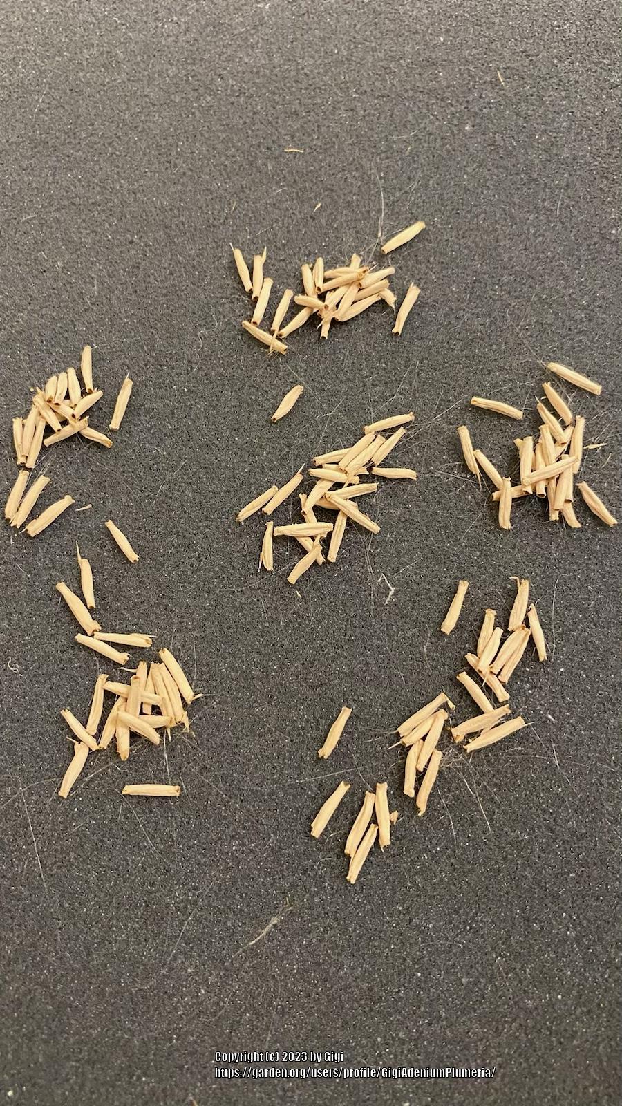 Photo of the seeds of Desert Rose (Adenium obesum 'Tavee Sap') posted ...