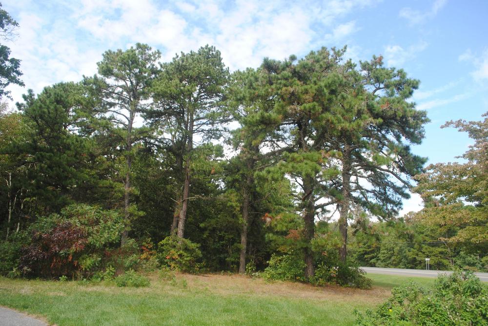 Photo of the habitat view of Northern Pitch Pine (Pinus rigida) posted ...