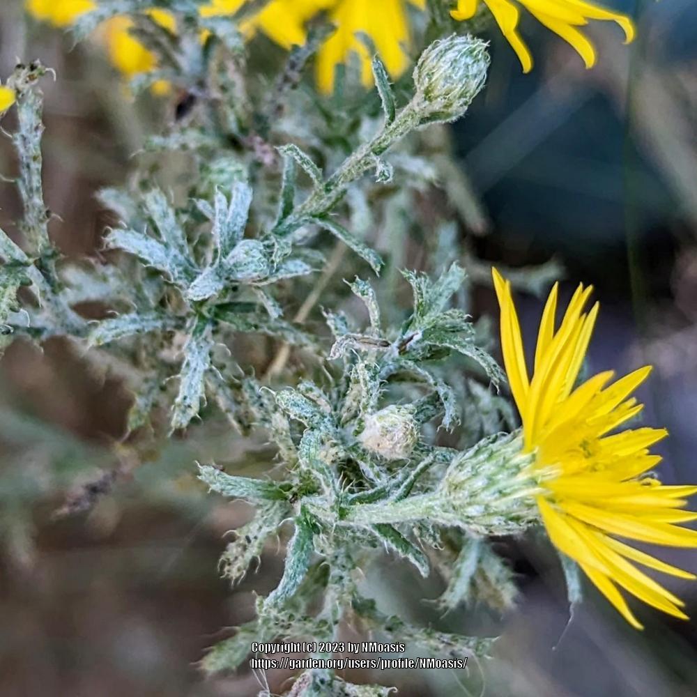 Photo of the leaves of Lacy Tansyaster (Xanthisma spinulosum) posted by ...